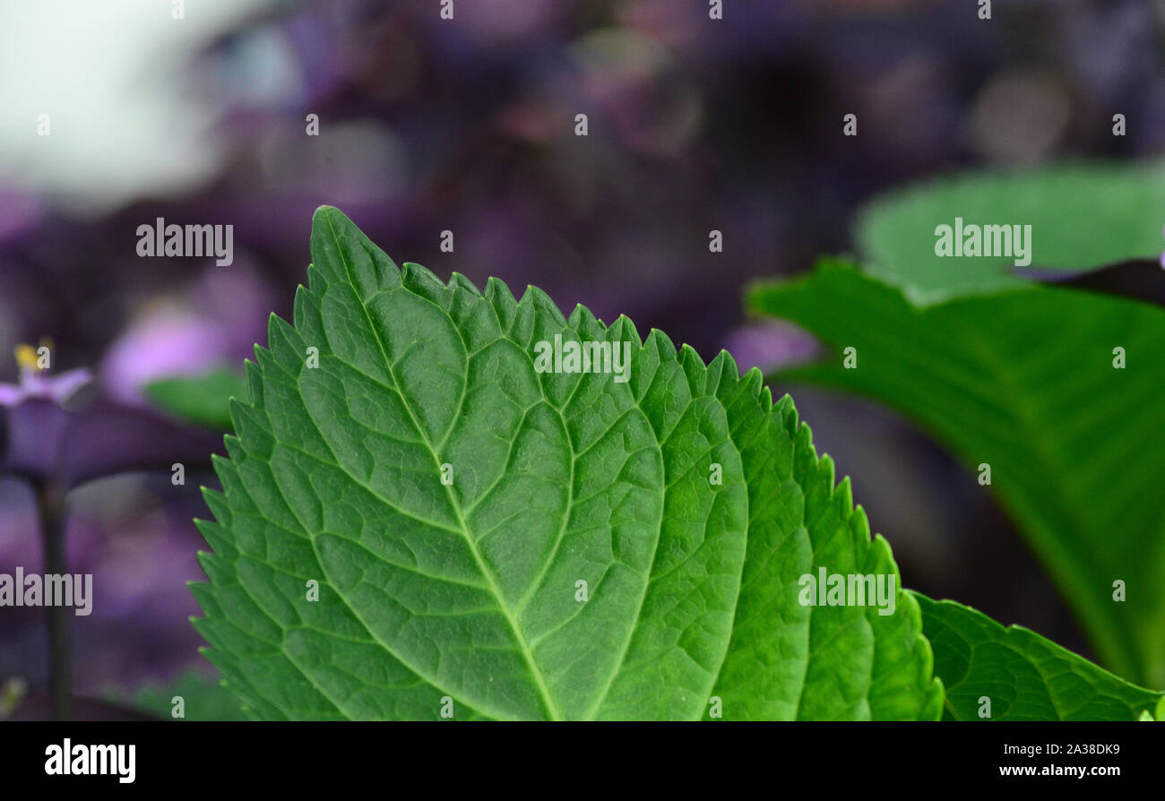 Ridged leaf background hi-res stock photography and images - Alamy