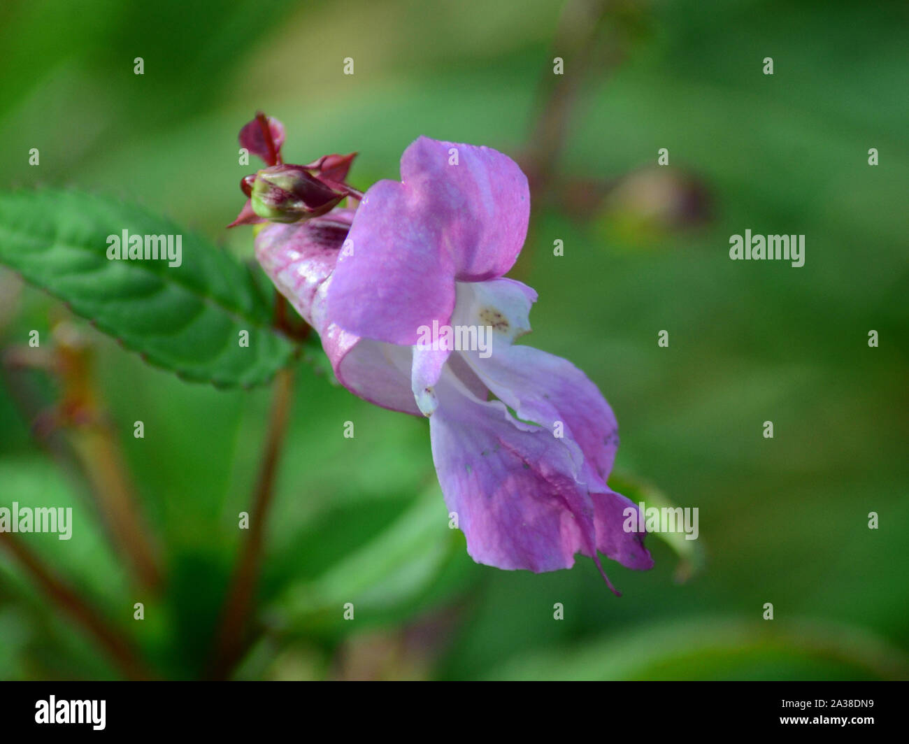 Himalayan Balsam Impatiens glandulifera pink flowers, Invasive non ...