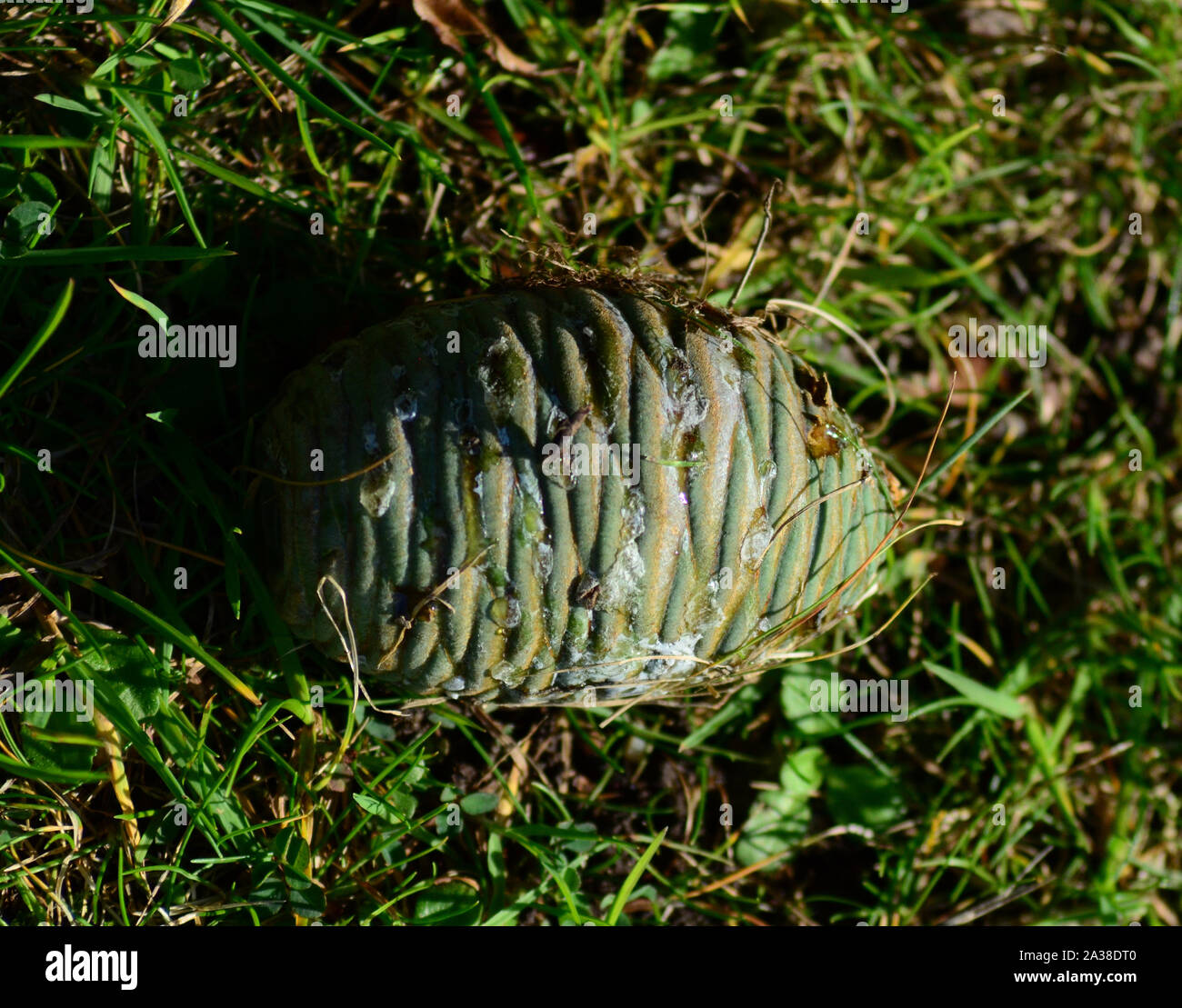 Fresh cone of a Cedar Tree, fallen onto grass, with sap visible, UK ...