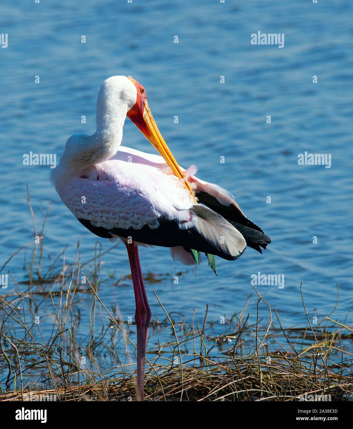 Yellow-billed Stork preening its feathers, South Africa Stock Photo - Alamy