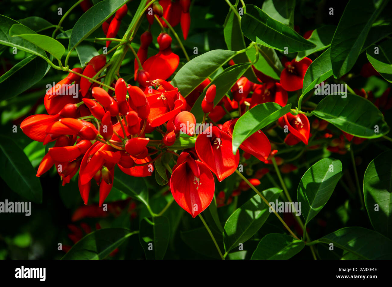 Variegated indian coral tree hi-res stock photography and images - Alamy