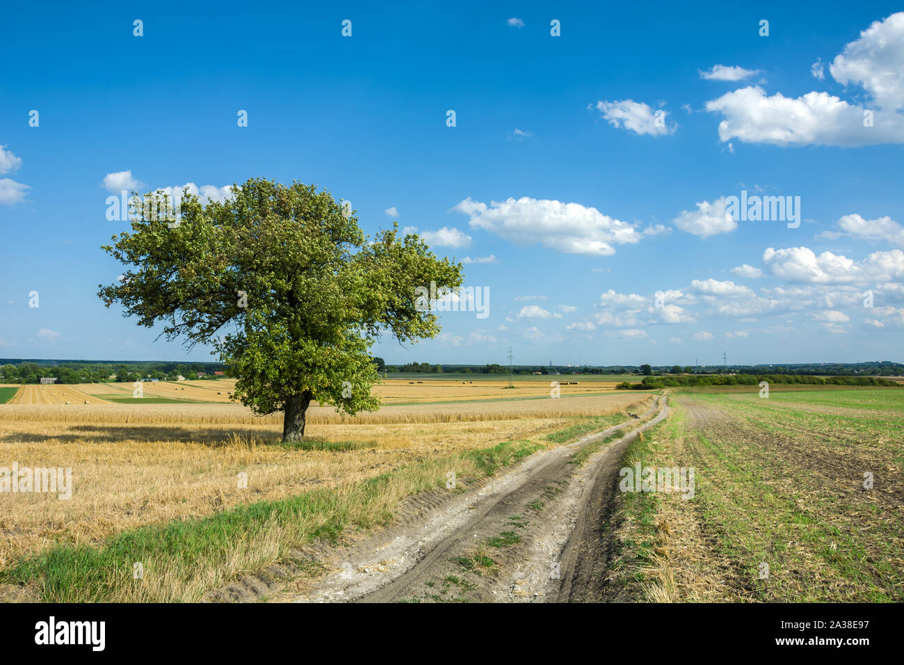 Large deciduous tree hi-res stock photography and images - Alamy