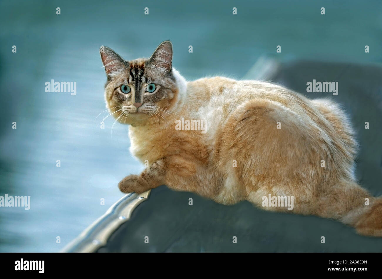 Cat on dock hi-res stock photography and images - Alamy