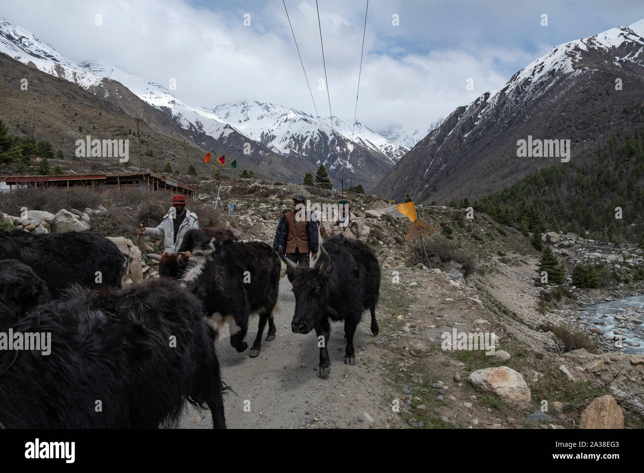 Shepherds herding a herd of cows Stock Photo - Alamy