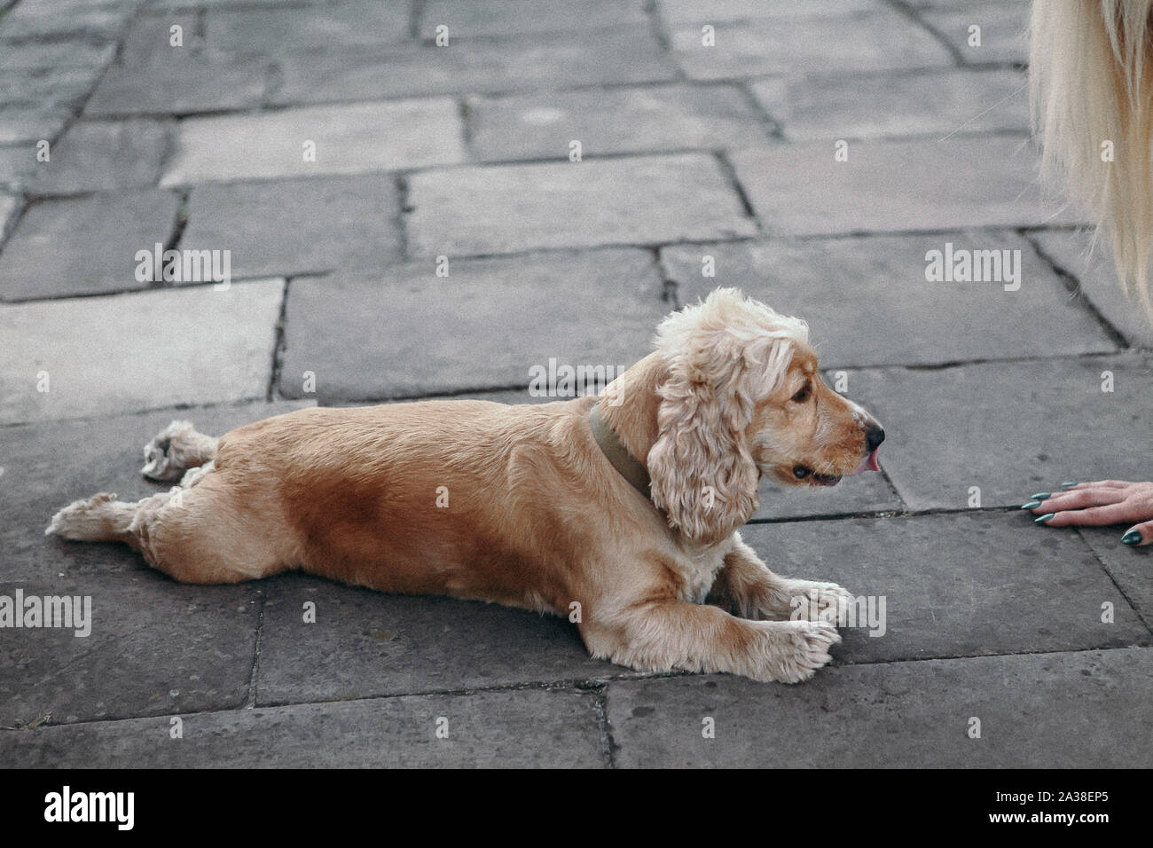 Doggy Style High Resolution Stock Photography and Images - Alamy