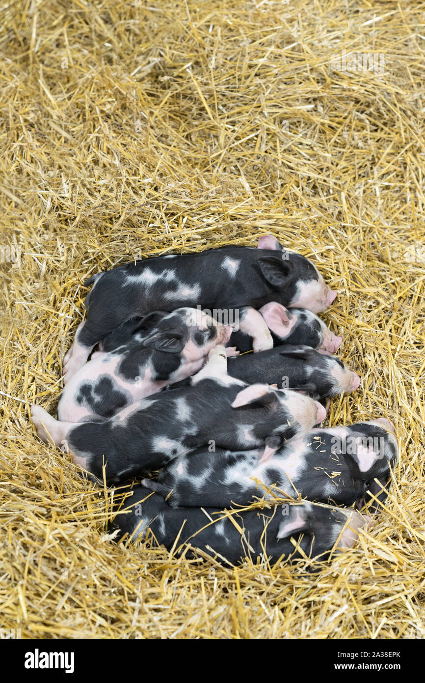 Newborn piglets hi-res stock photography and images - Alamy