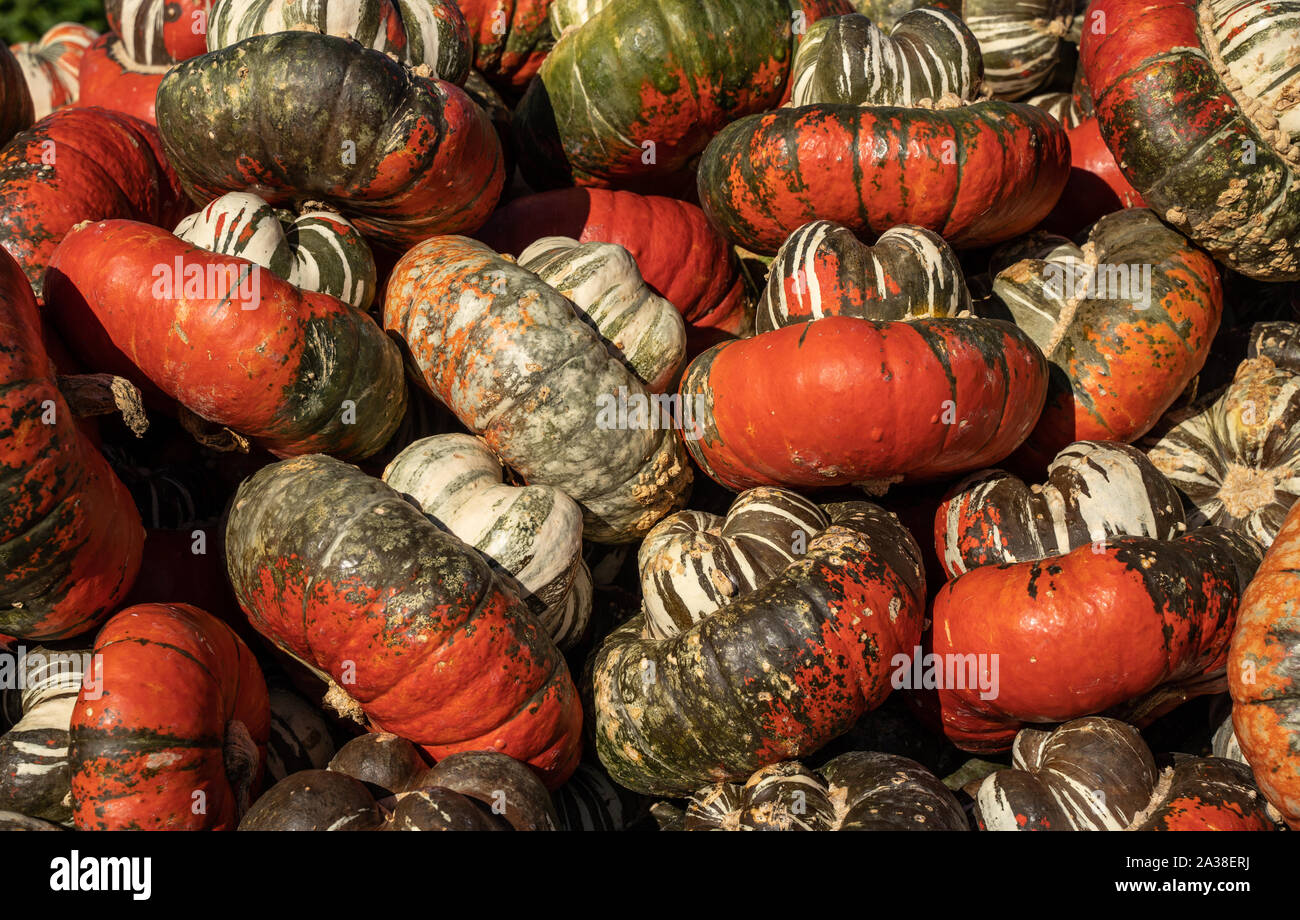 Turban Squash also known as Turk's Truban is a squash most often used ...