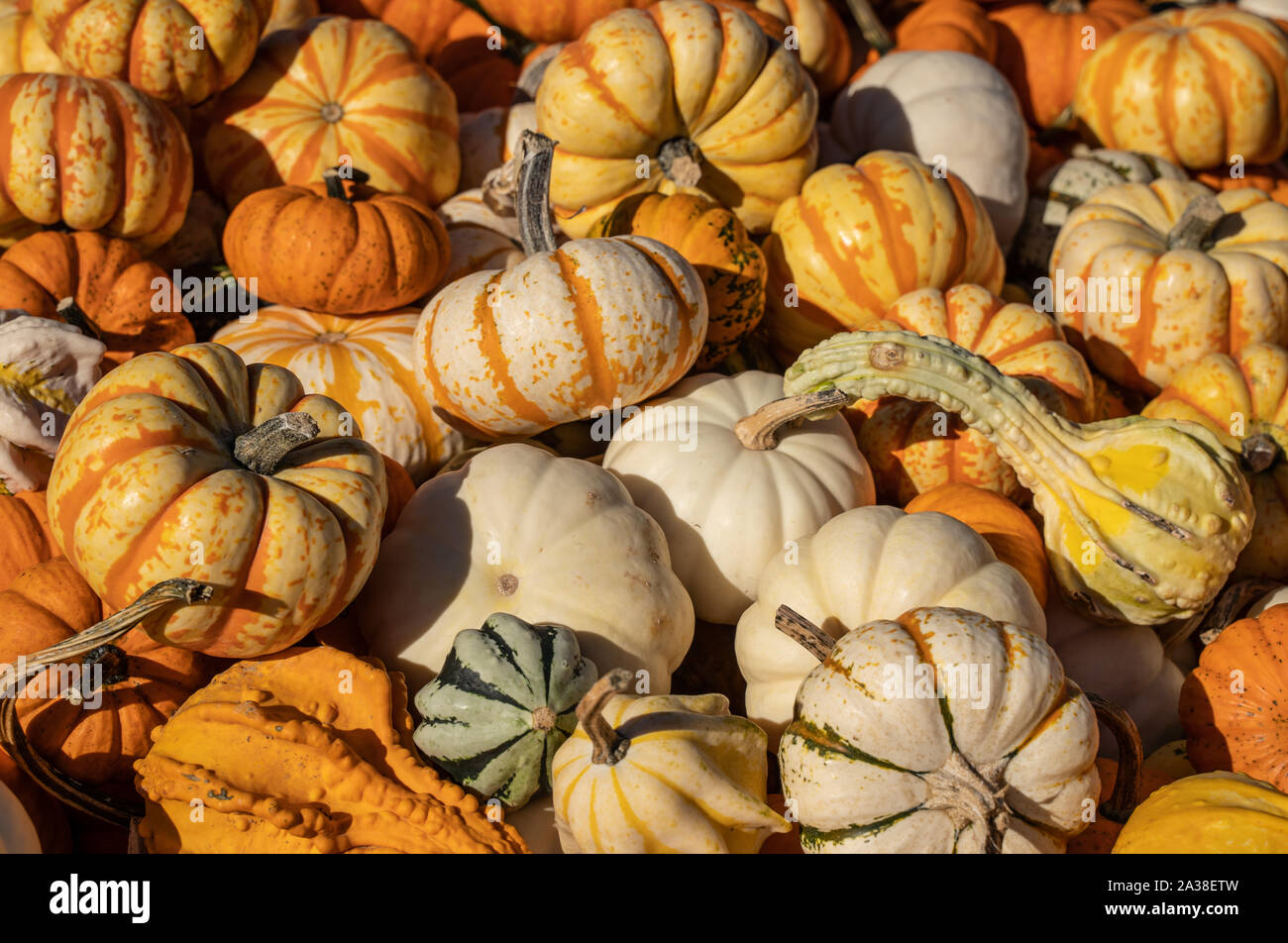 Bumpy gourds hi-res stock photography and images - Alamy