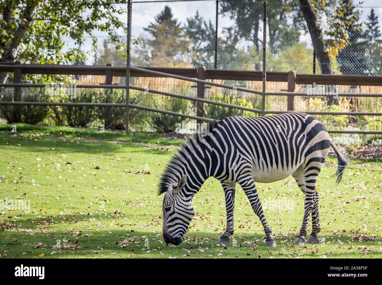 Zebra species african equids hi-res stock photography and images - Alamy