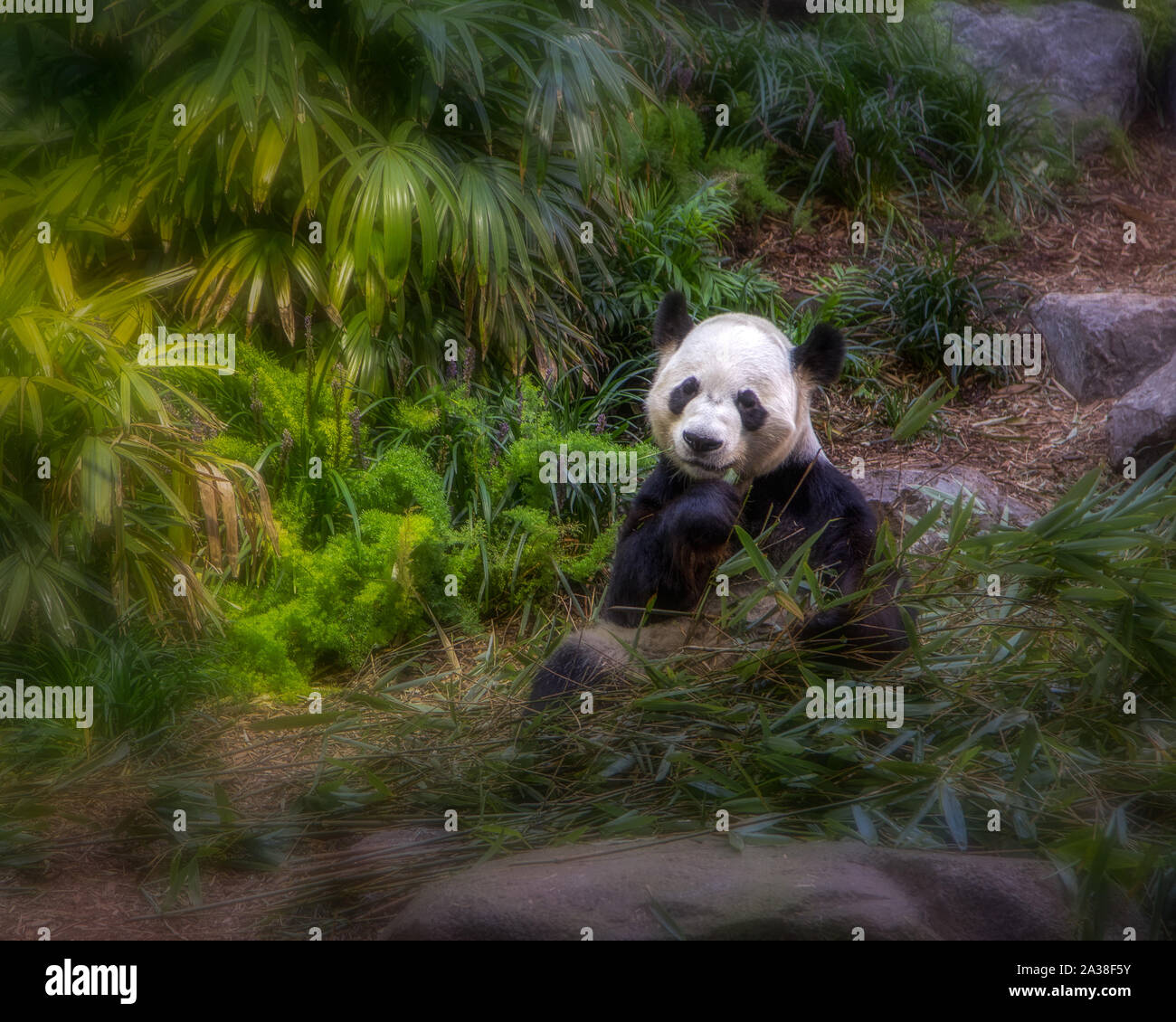Giant Panda Bear Stock Photo - Alamy