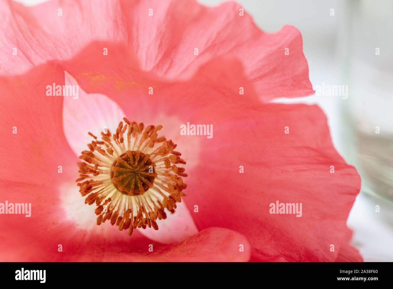 Pink Icelandic Poppy Stock Photo - Alamy