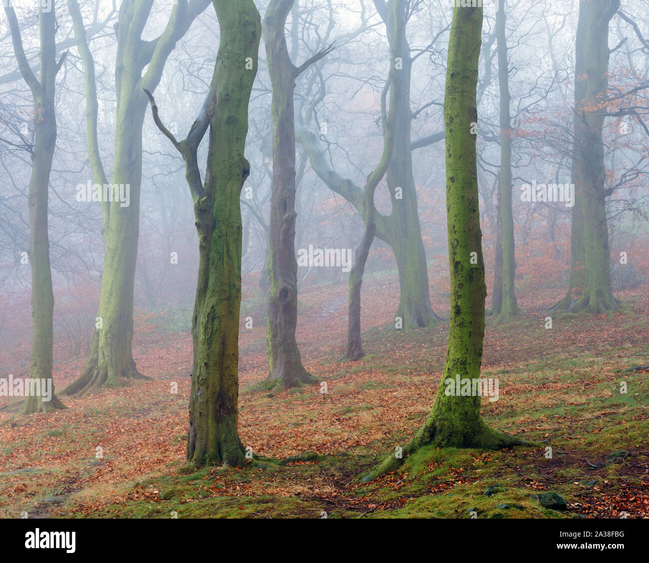 Ancient beech woodland is cloaked in mist on a damp autumn morning in ...