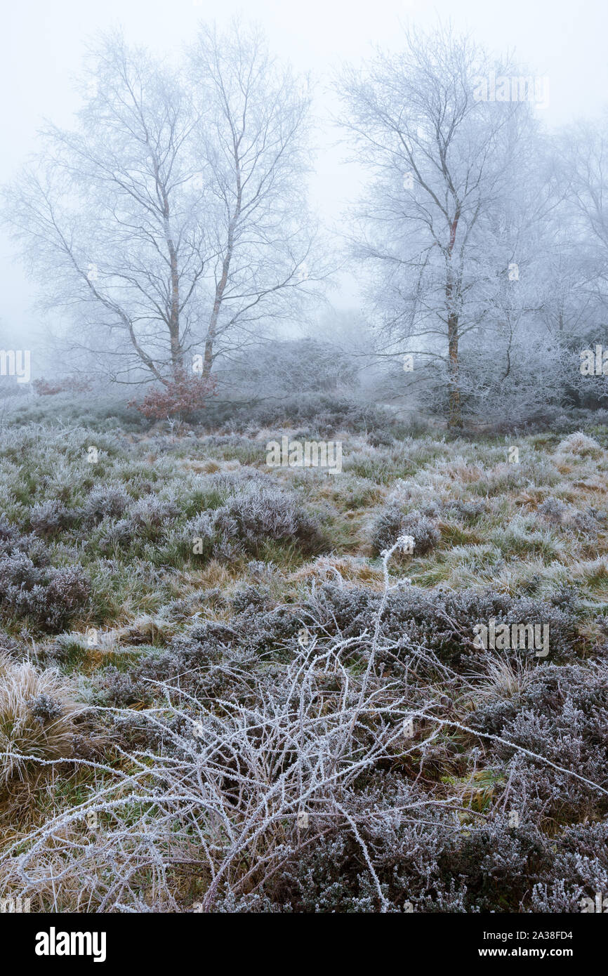 Freezing fog forest hi-res stock photography and images - Alamy