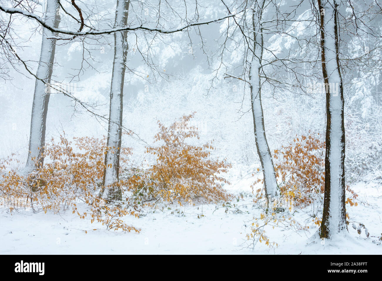 Snow covered woodland in Chevin Forest Park, Otley, produces a striking ...