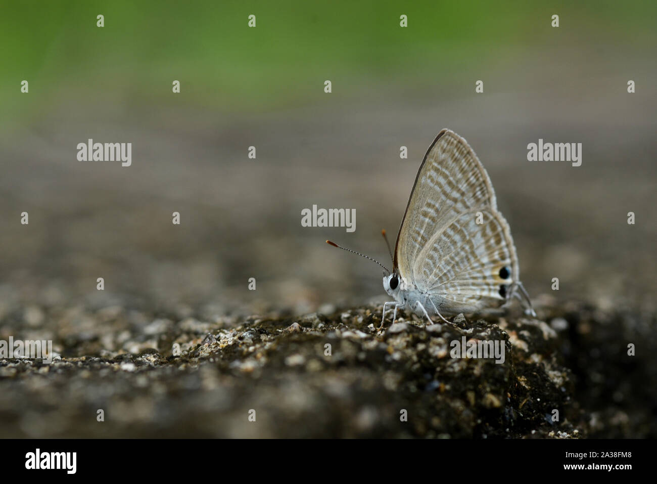 Butterfly in grass hi-res stock photography and images - Alamy