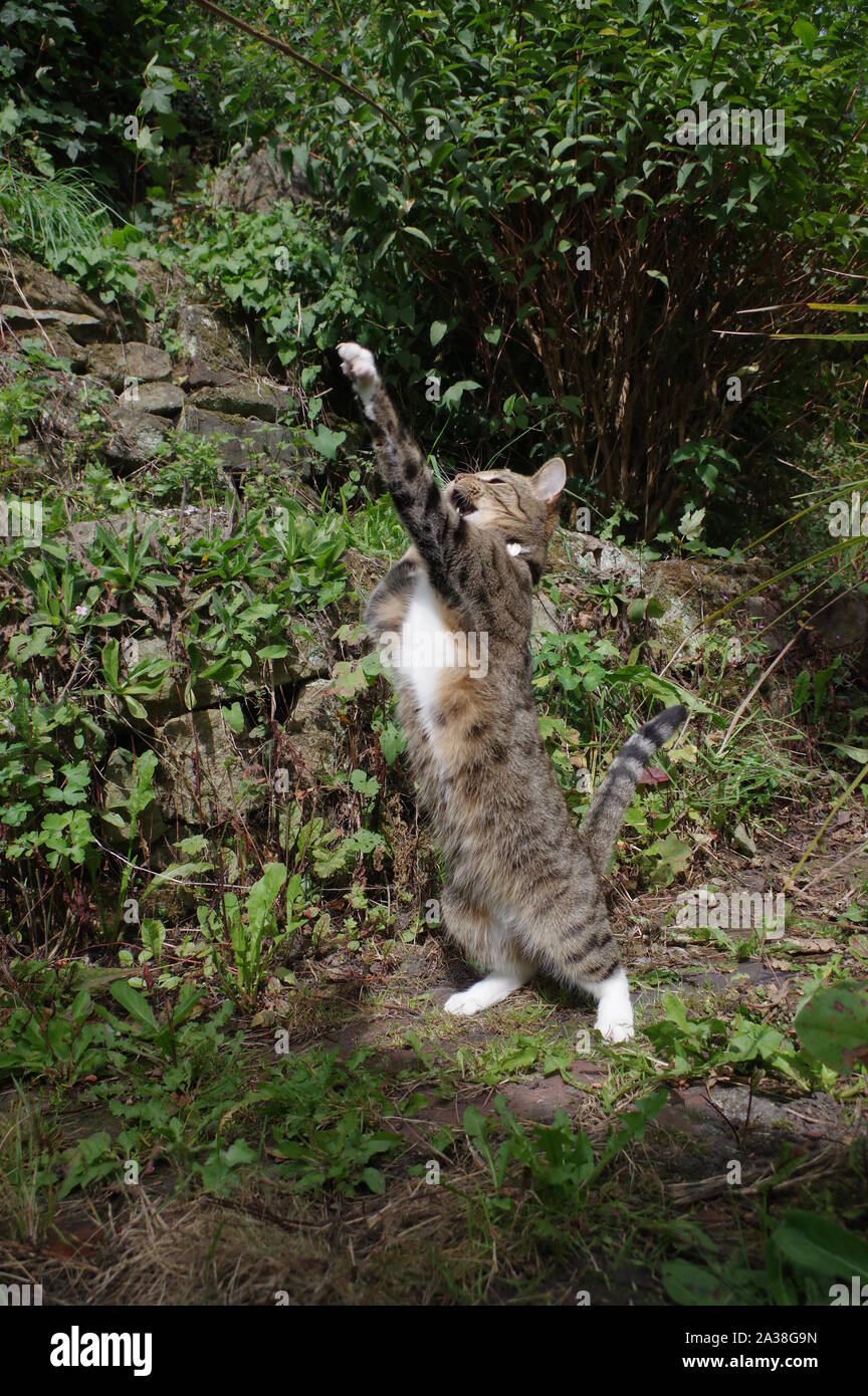 Tabby cat standing on back legs Stock Photo - Alamy