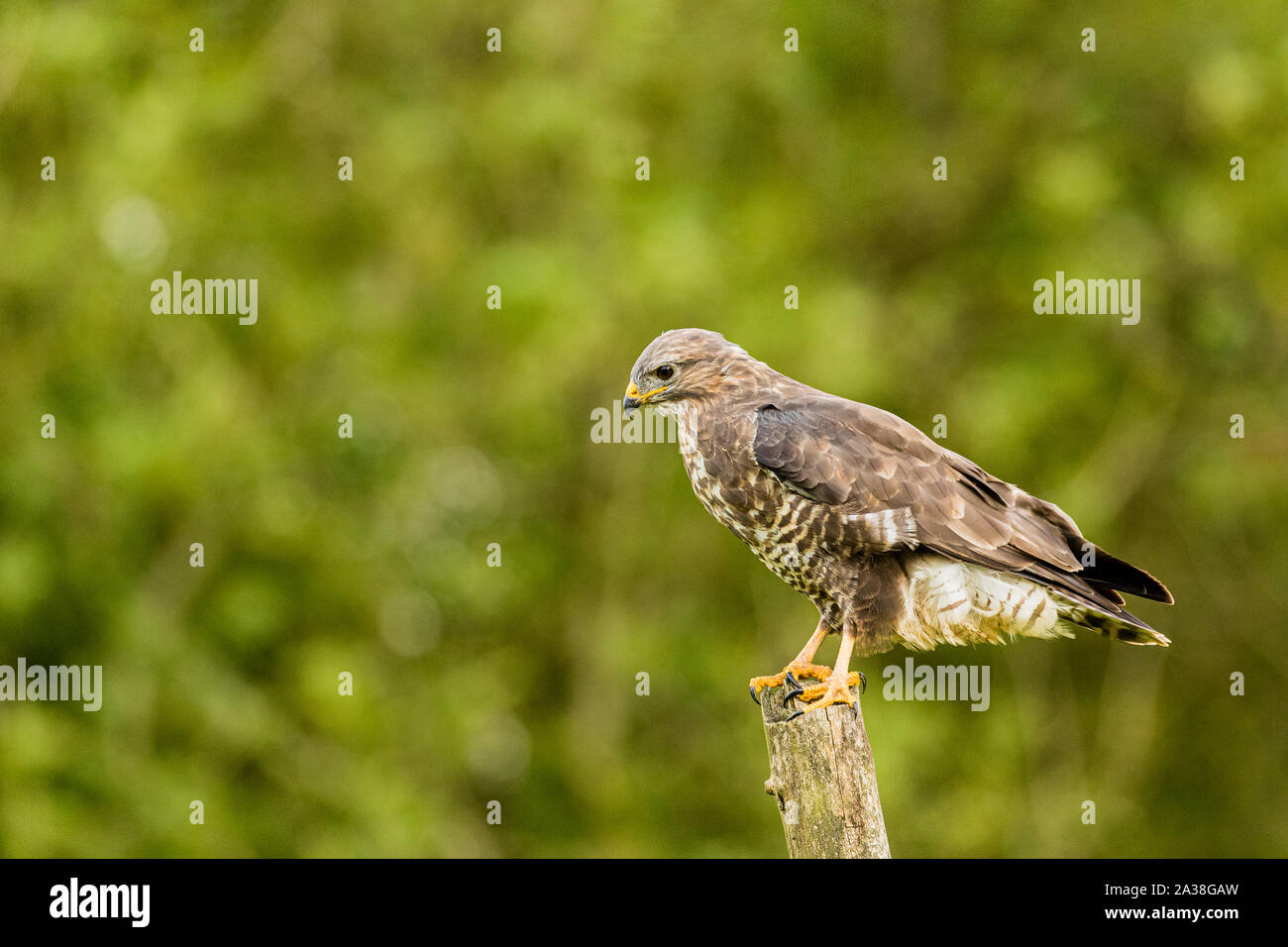 Young Buzzard High Resolution Stock Photography and Images - Alamy