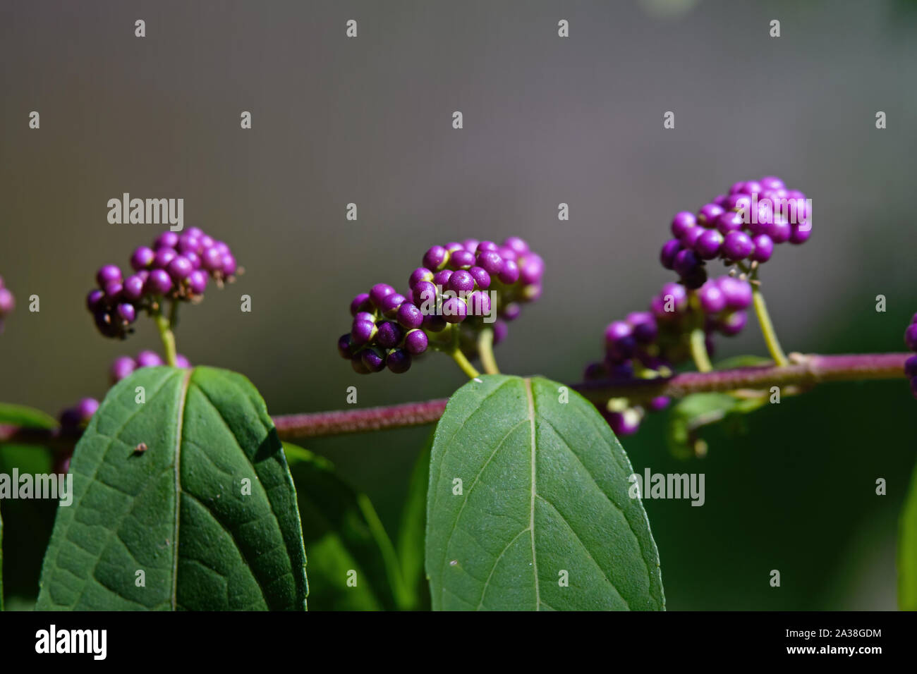 Callicarpa Americana in bright sun. It is a genus of shrubs and small ...