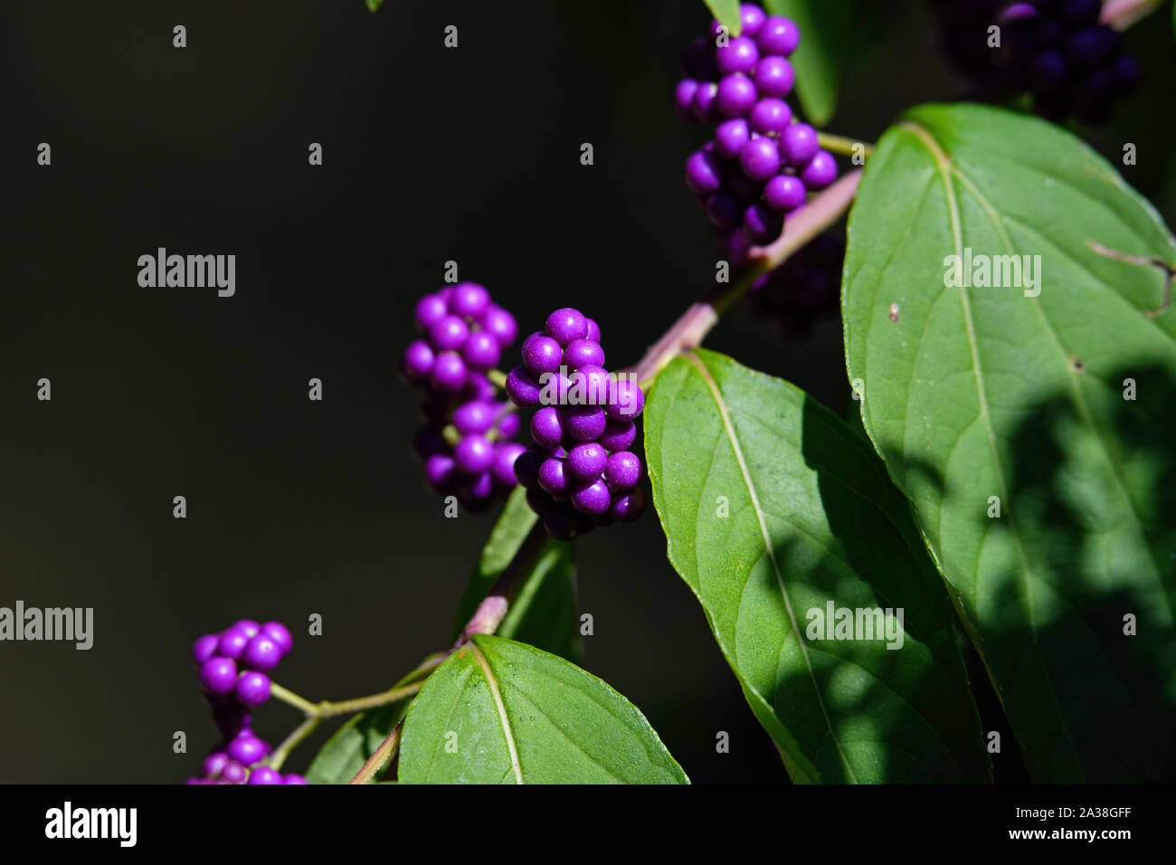 Callicarpa Americana in bright sun. It is a genus of shrubs and small ...