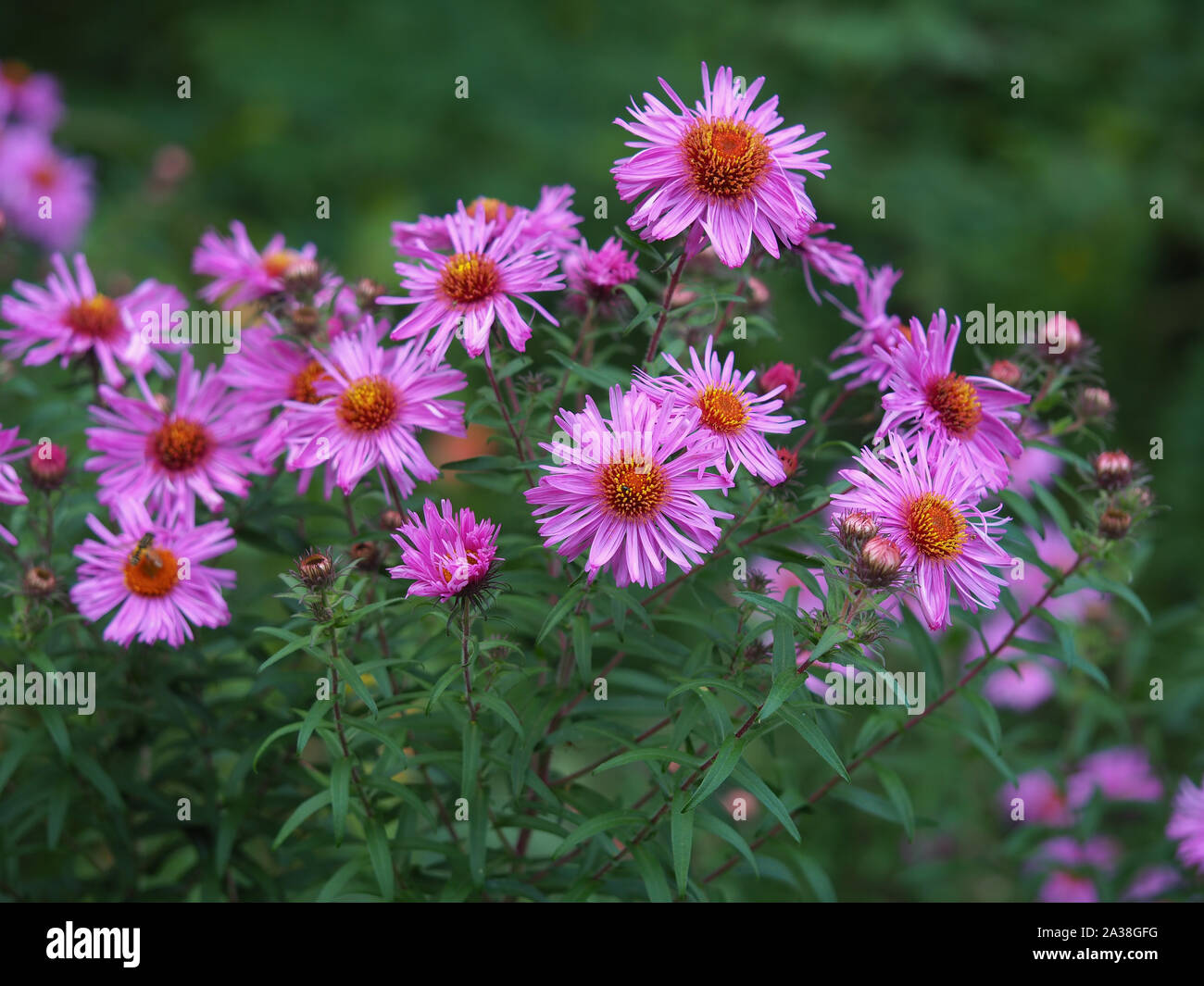 New england aster new england hi-res stock photography and images - Alamy