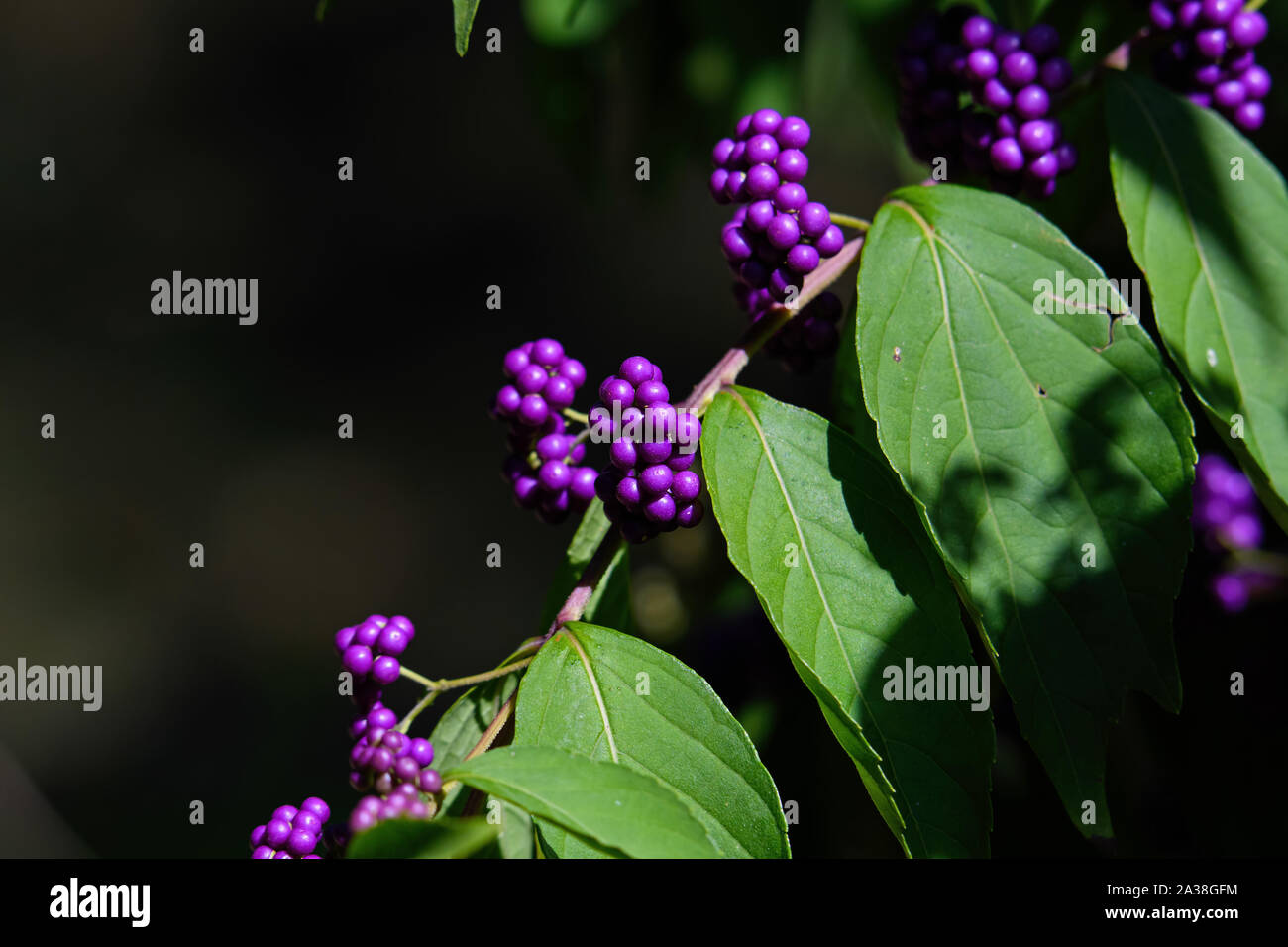 Family lamiaceae hi-res stock photography and images - Alamy