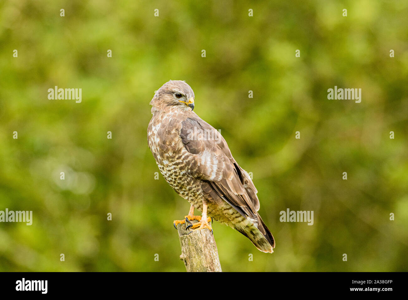 A young buzzard in autumn in mid Wales Stock Photo - Alamy