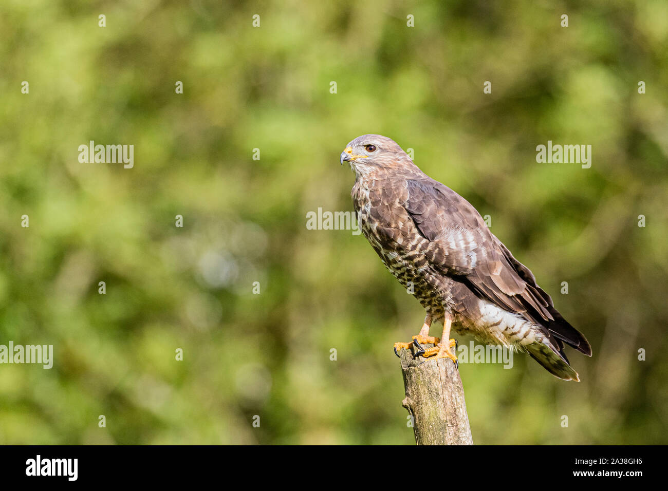 Young Buzzard High Resolution Stock Photography and Images - Alamy