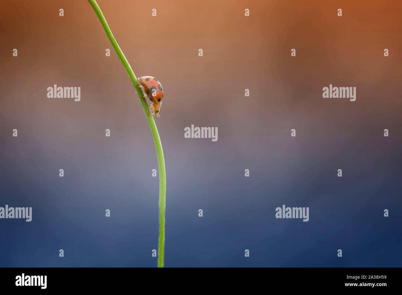 Ladybug side view hi-res stock photography and images - Alamy