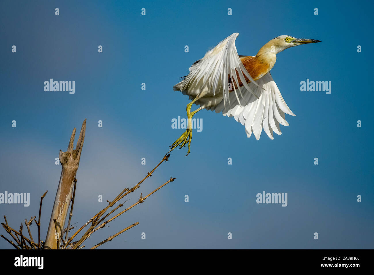 Bird taking off, Indonesia Stock Photo - Alamy