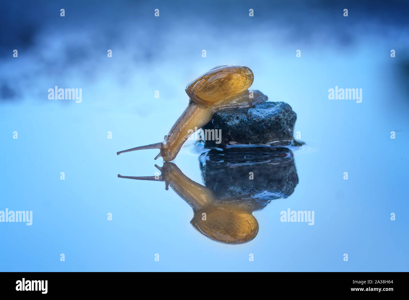 Wild animals drinking water hi-res stock photography and images - Alamy