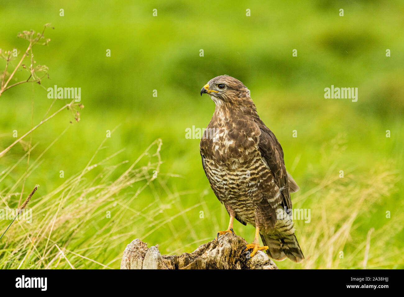 Young Buzzard High Resolution Stock Photography and Images - Alamy