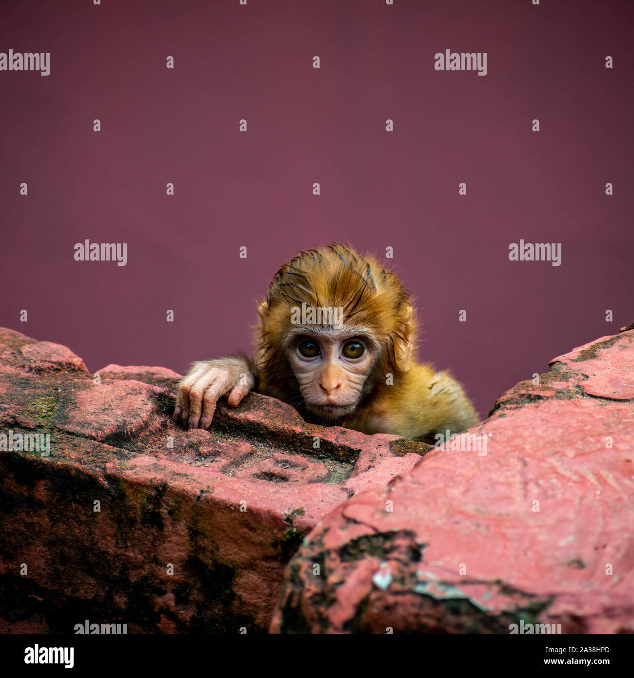 Baby Monkey Portrait Photo Stock Photo - Alamy