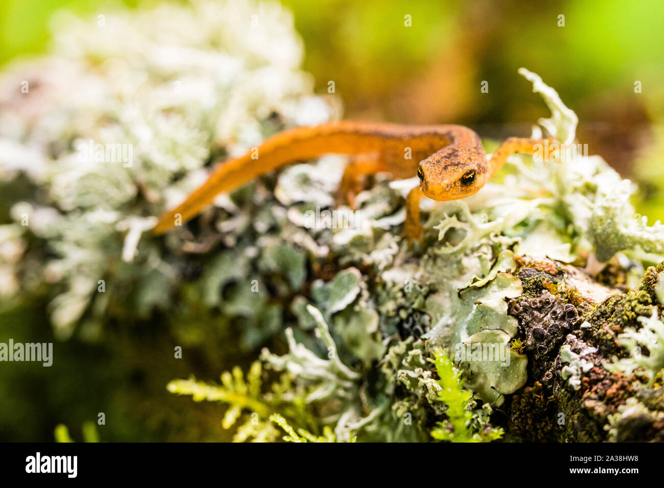 Lissotriton vulgaris newt uk hi-res stock photography and images - Alamy