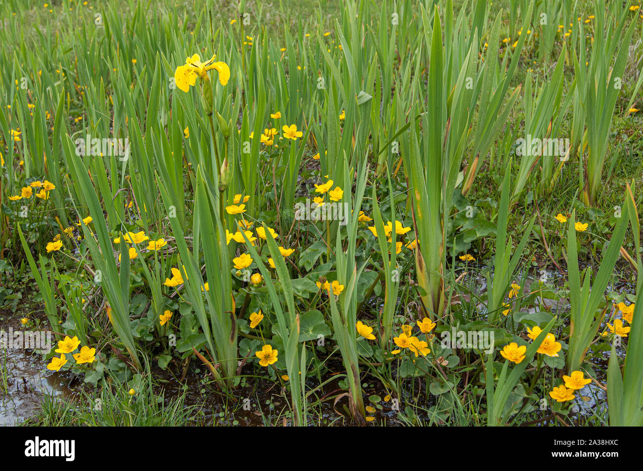 Wild flowers menorca hi-res stock photography and images - Alamy