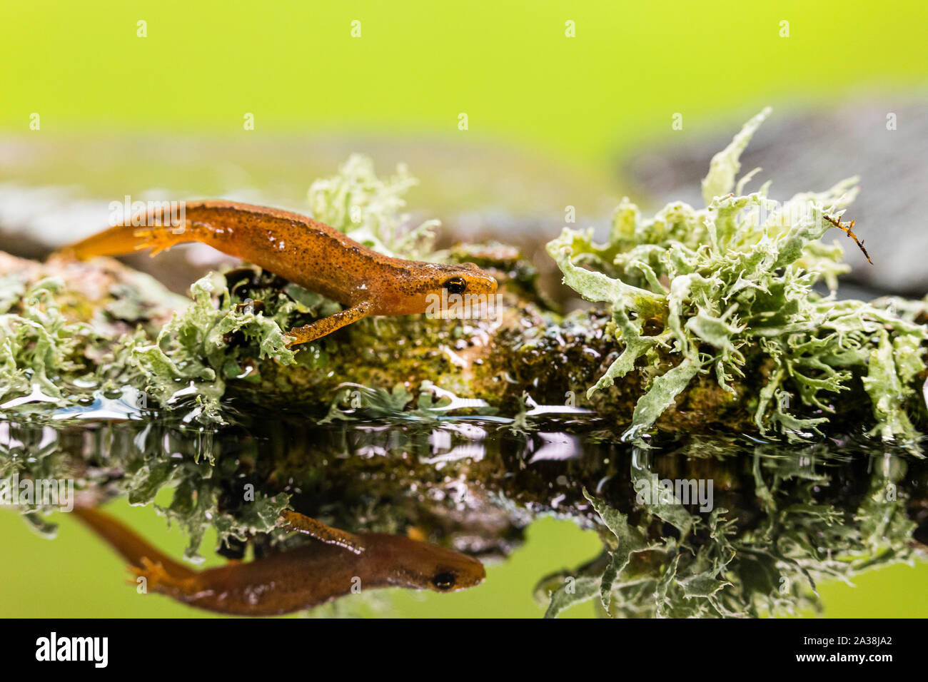 Smooth Newt Pond High Resolution Stock Photography and Images - Alamy