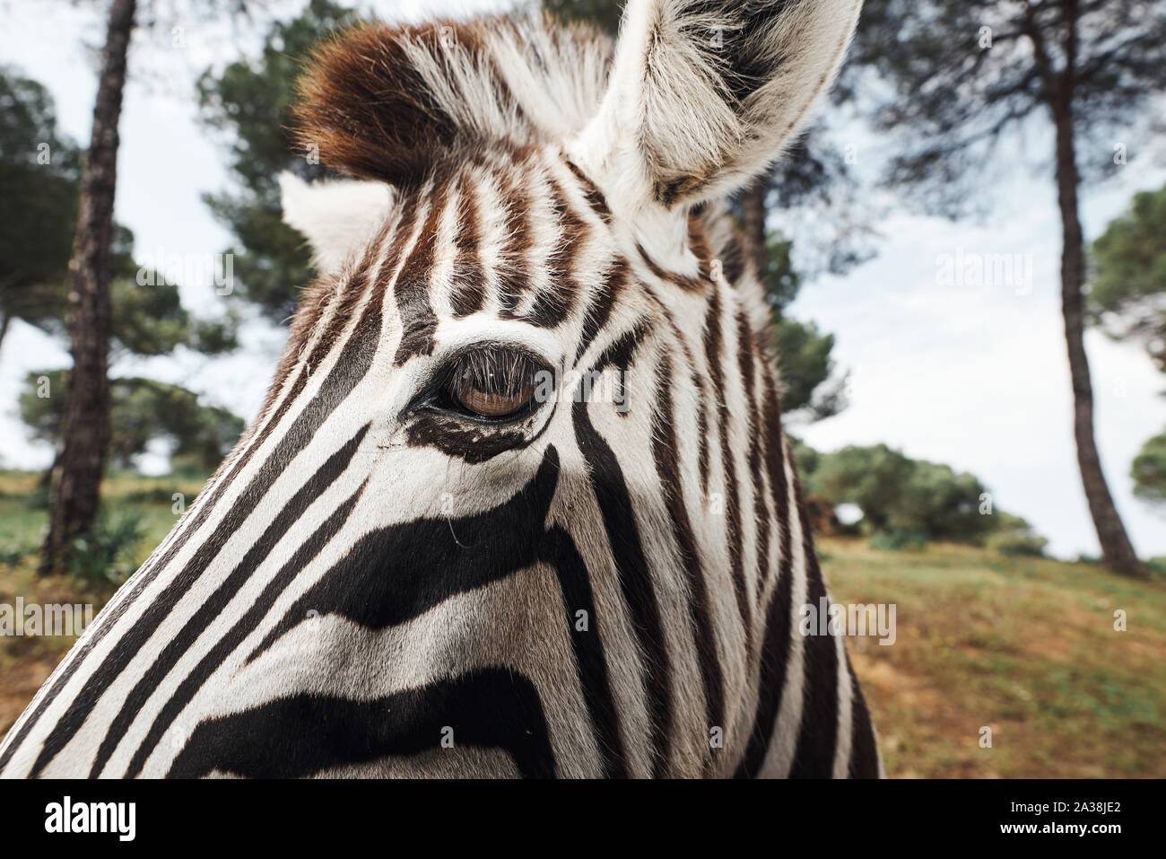 Zebra Head Facing High Resolution Stock Photography and Images - Alamy