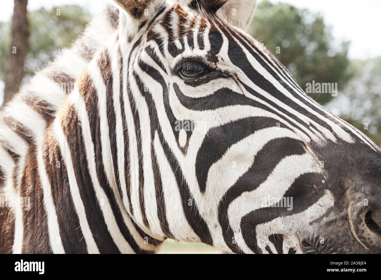 Zebra Head Facing High Resolution Stock Photography and Images - Alamy