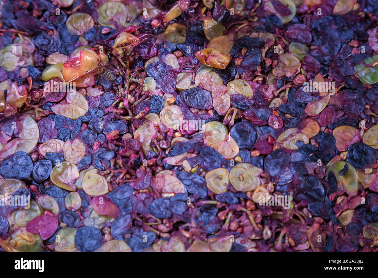 Press the grapes production hi-res stock photography and images - Alamy