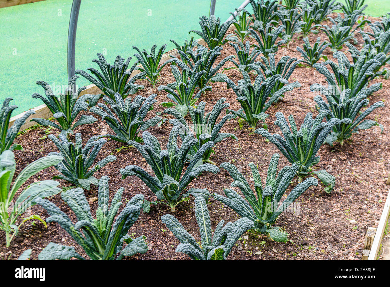 Curly kale hi-res stock photography and images - Alamy