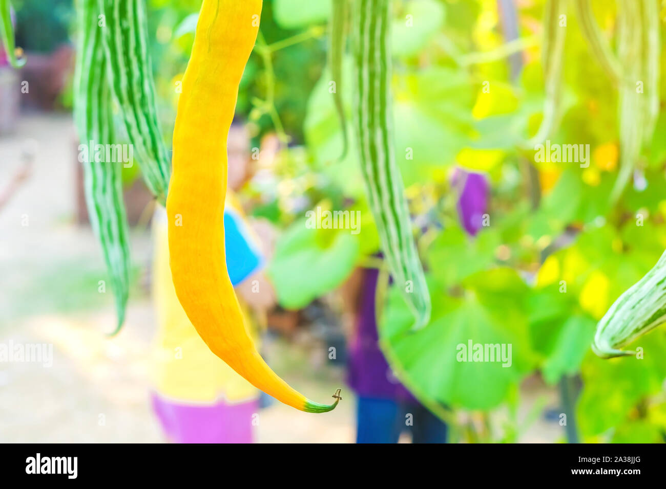 Snake gourd (Trichosanthes anguina Linn) hanging in vegetable garden ...