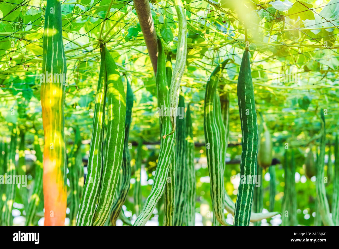 Snake gourd (Trichosanthes anguina Linn) hanging in vegetable garden ...