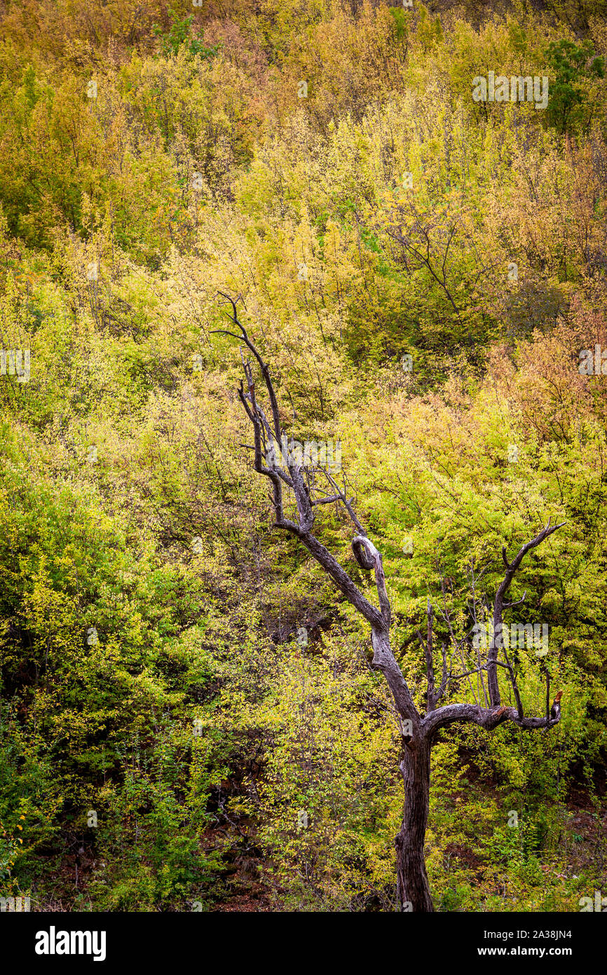 Dry, dead tree in front of beautiful autumnal colors of vivid trees on ...