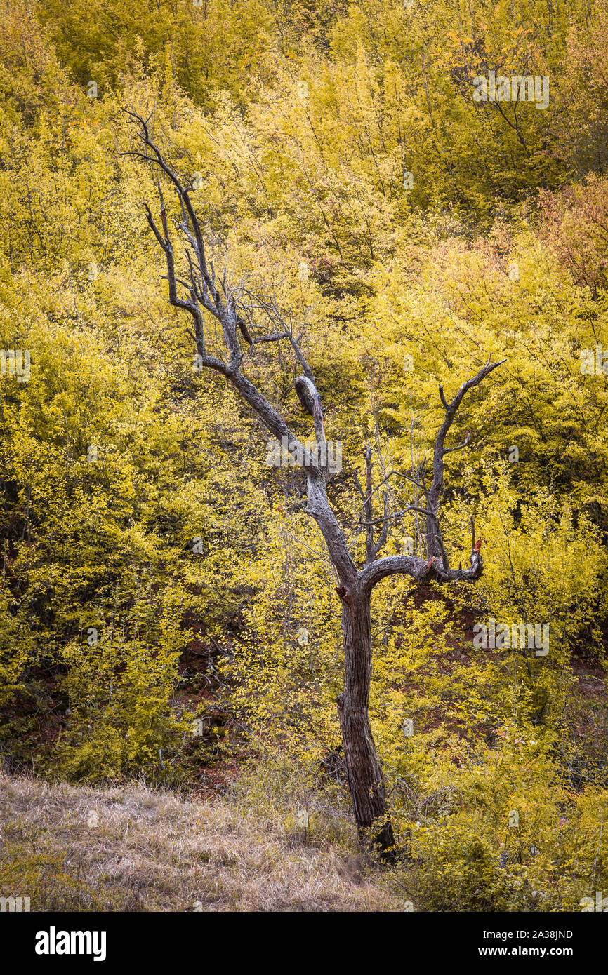 Dry, dead tree in front of beautiful autumnal colors of vivid trees on ...