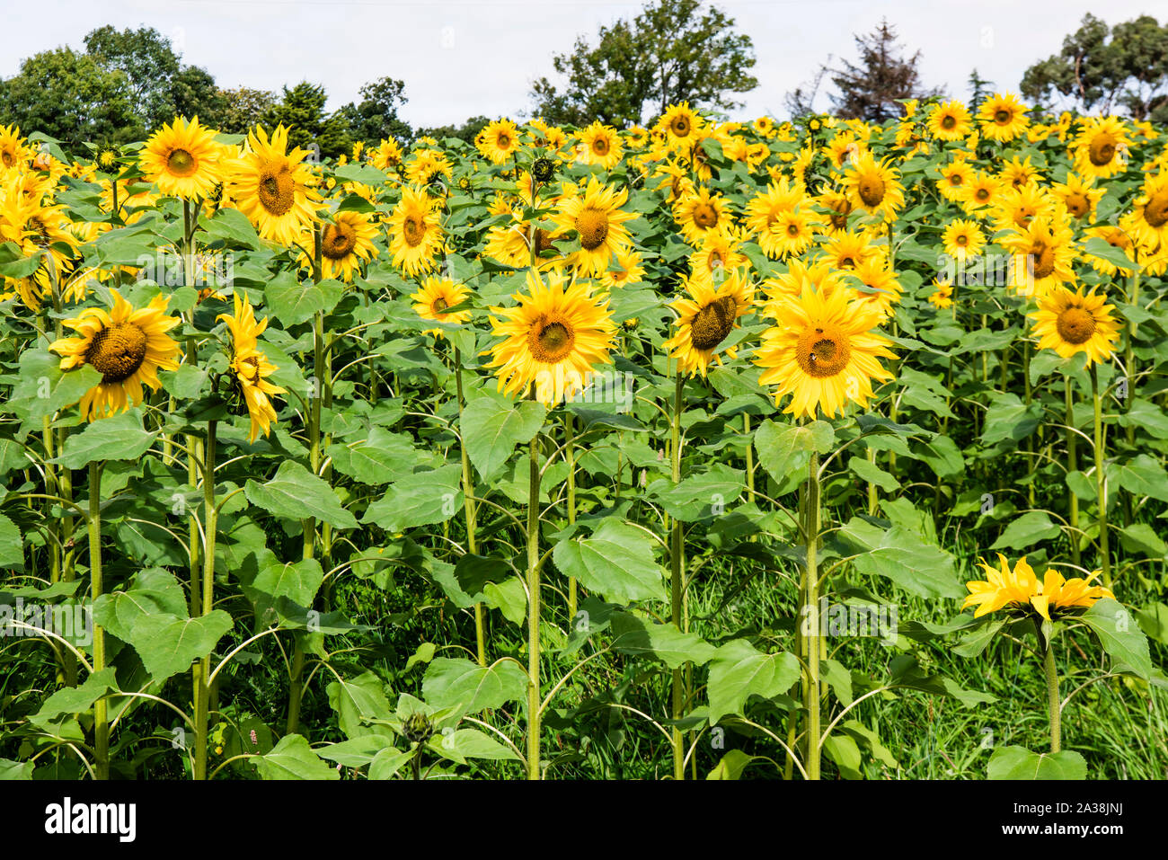 Moira northern ireland hi-res stock photography and images - Alamy
