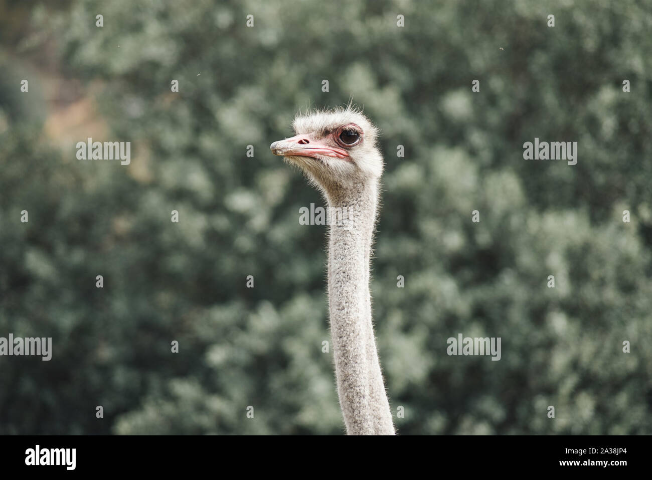 Ostrich head details hi-res stock photography and images - Alamy