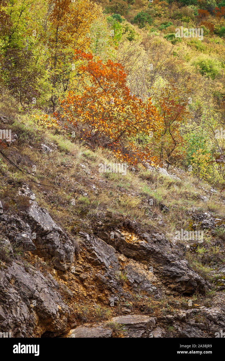 Beautiful autumnal colors of vivid trees on a rocky cliff lighten by ...
