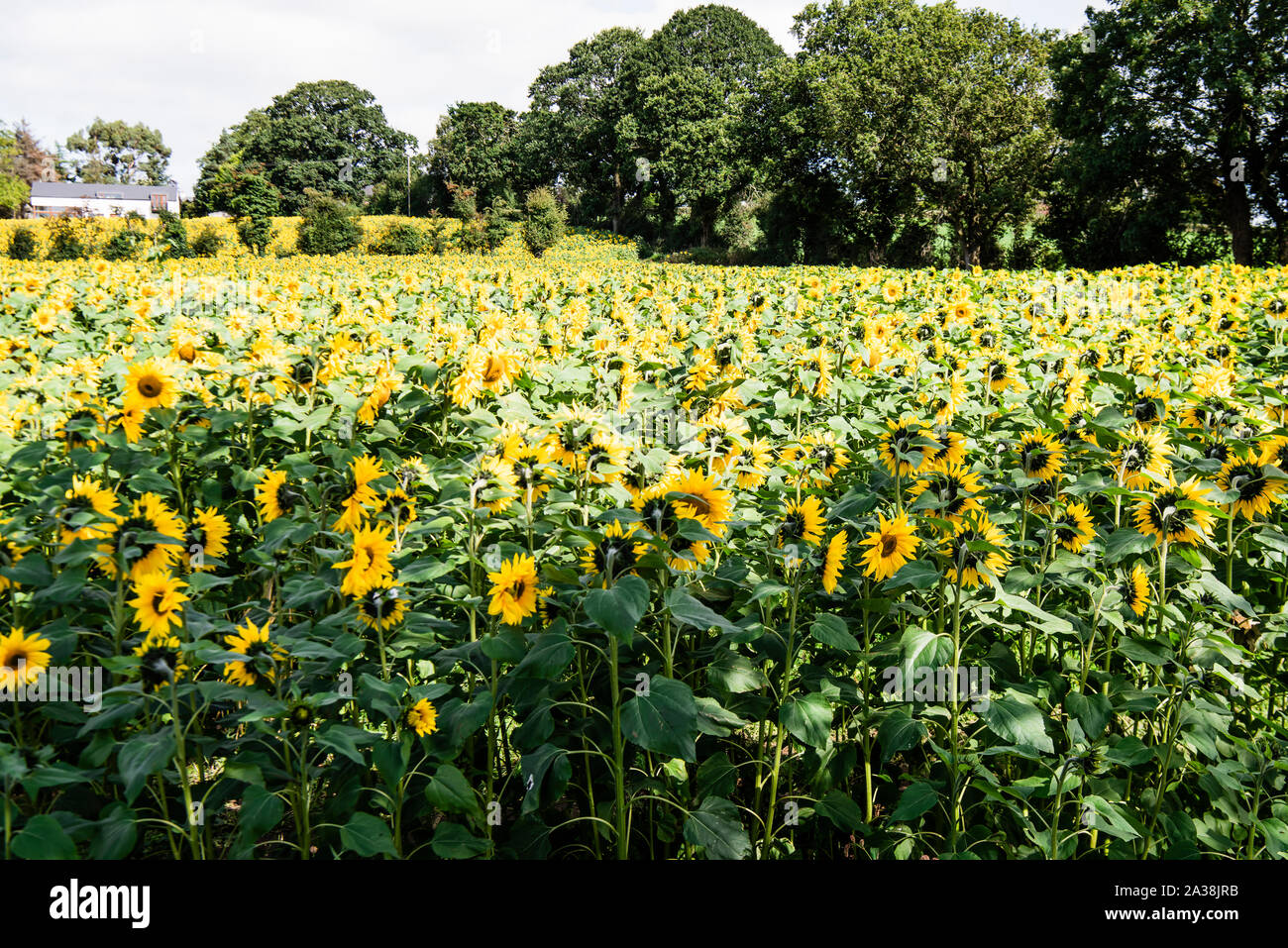 Moira northern ireland hi-res stock photography and images - Alamy
