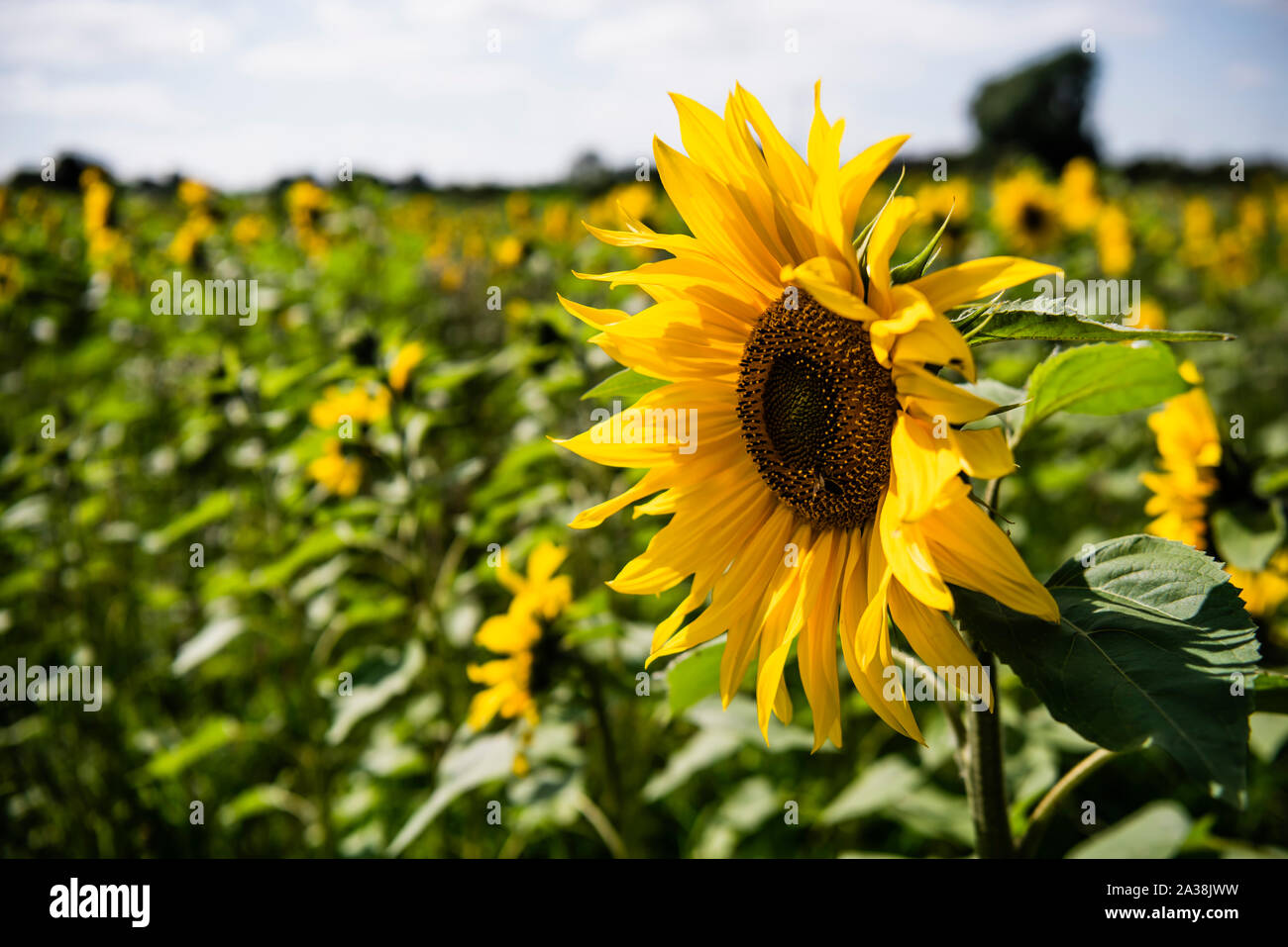 Moira northern ireland hi-res stock photography and images - Alamy