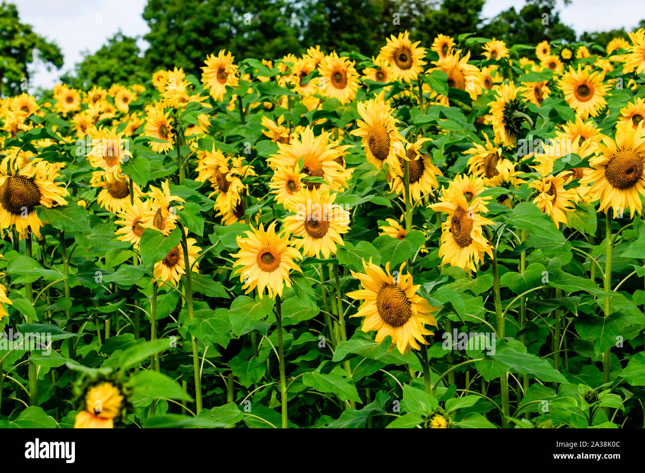 Moira northern ireland hi-res stock photography and images - Alamy