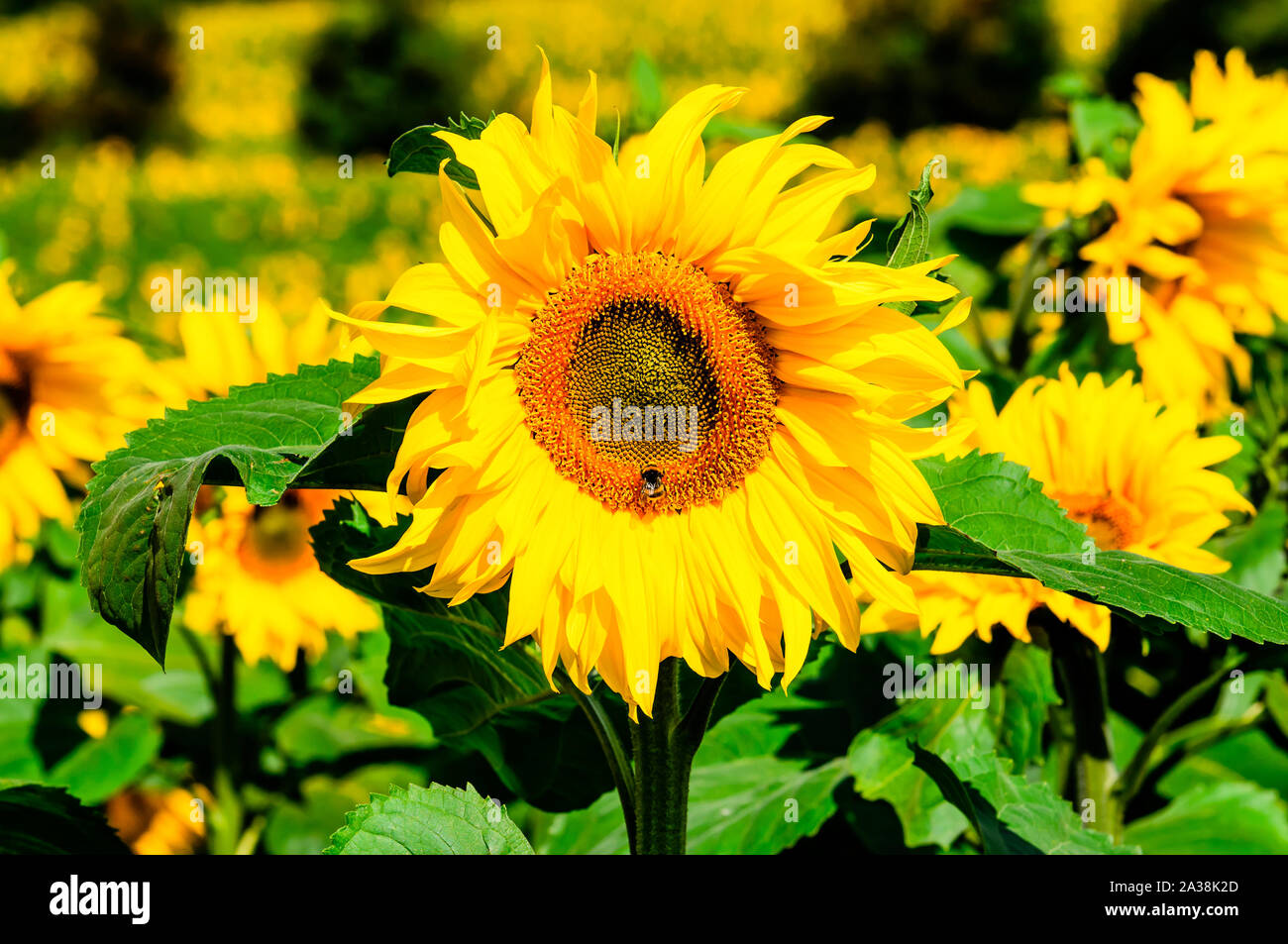 Moira northern ireland hi-res stock photography and images - Alamy